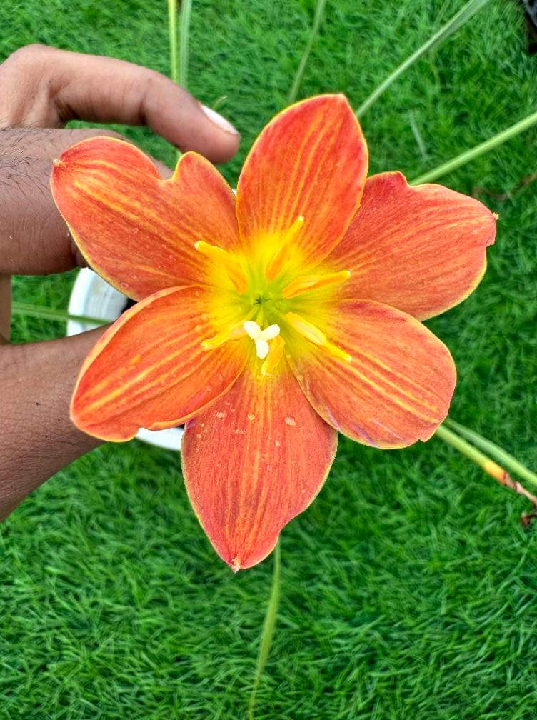 Rain Lily Java – Krishna’s Dream World