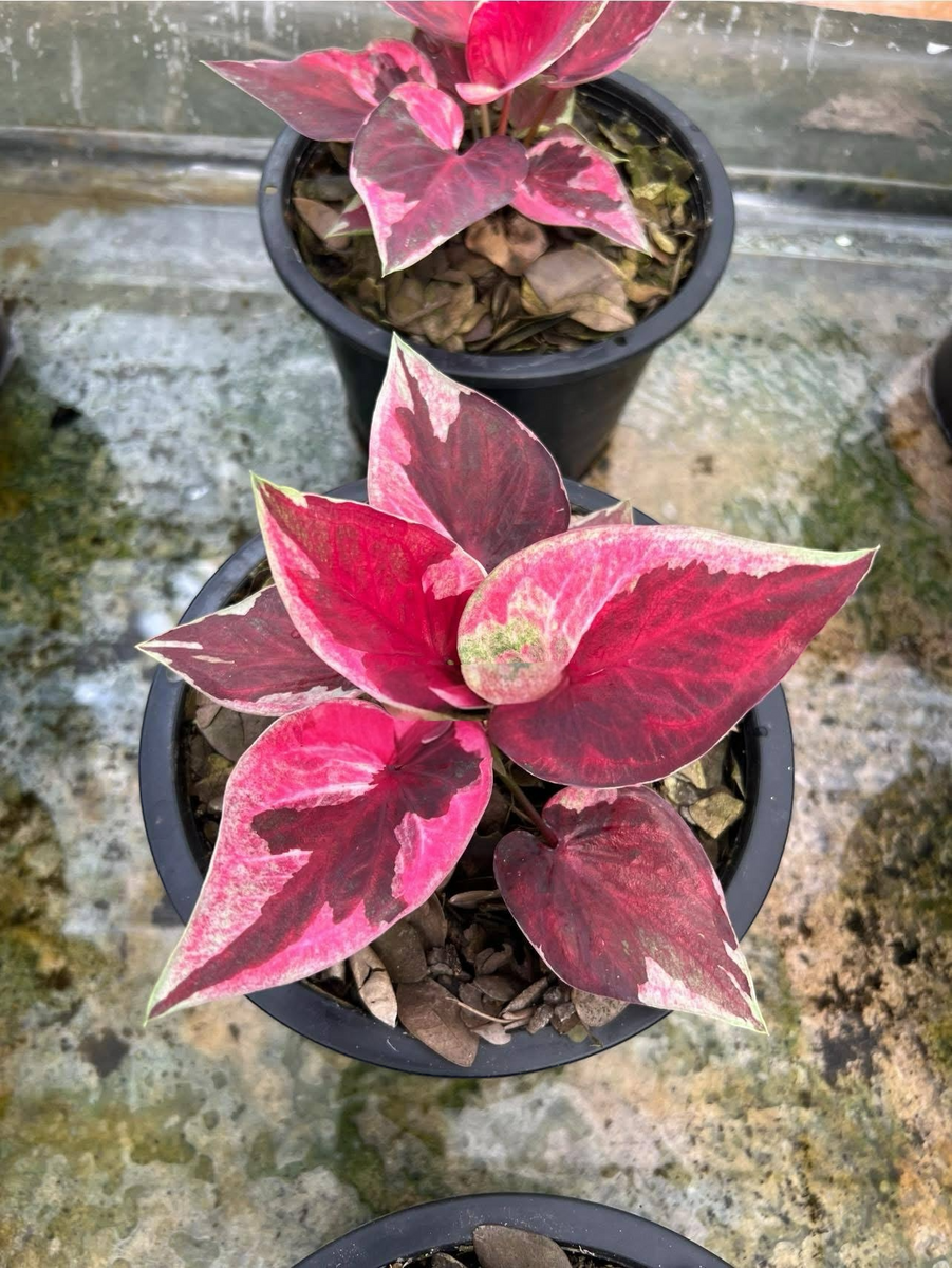 Caladium Dara nop Parot – Krishna’s Dream World