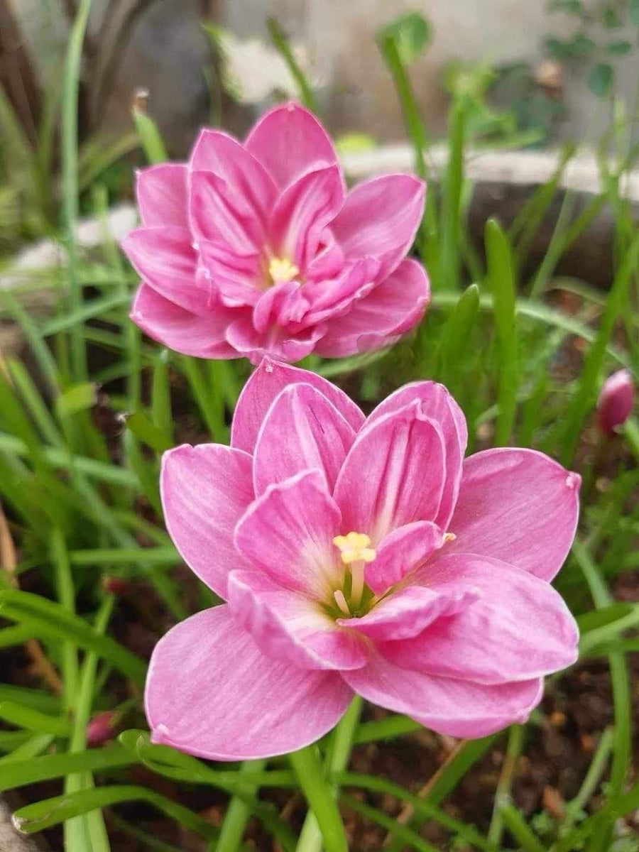 Rain Lily Sandee – Krishna’s Dream World