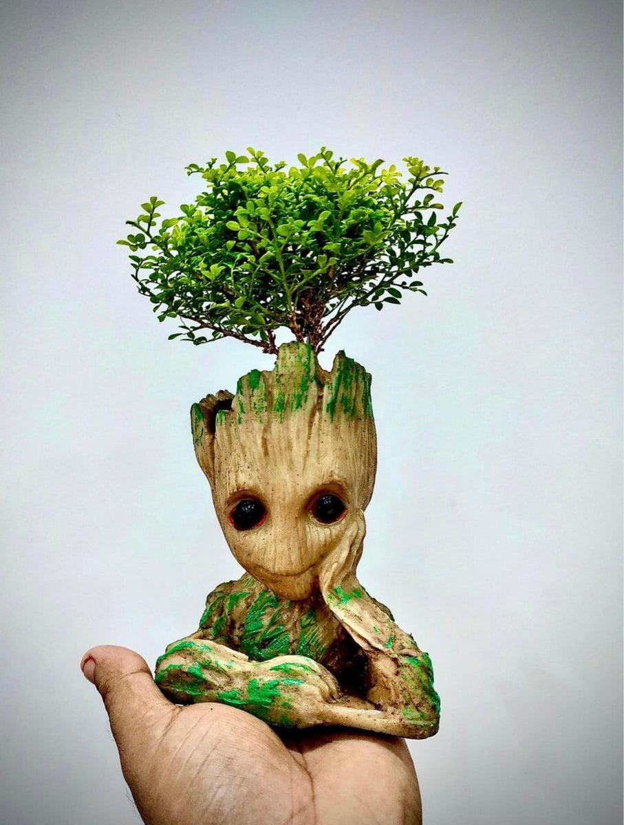Murayya Bonsai Groot Pot – Krishna’s Dream World