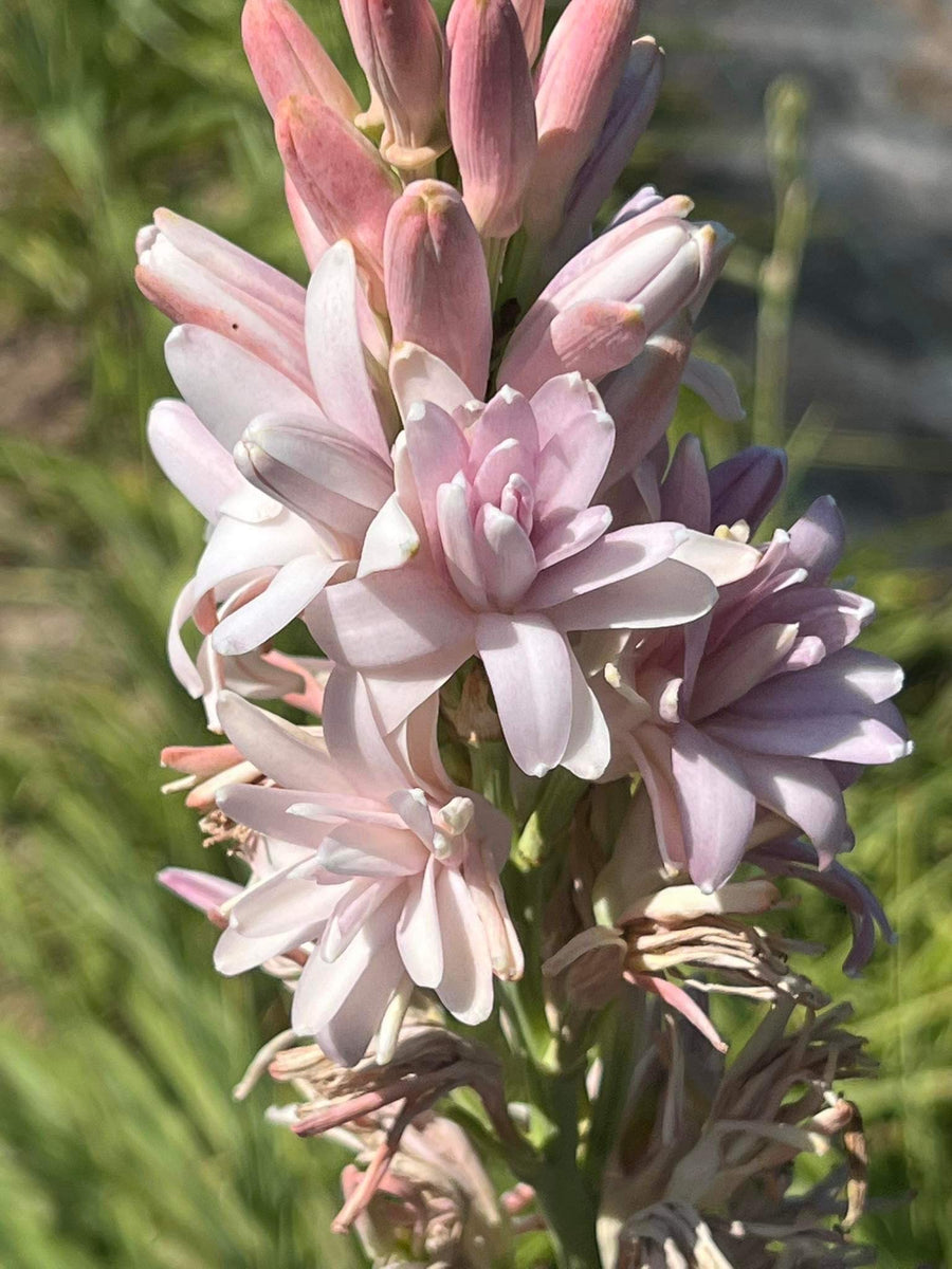 Tuber Rose Pink Sapphire – Krishna’s Dream World