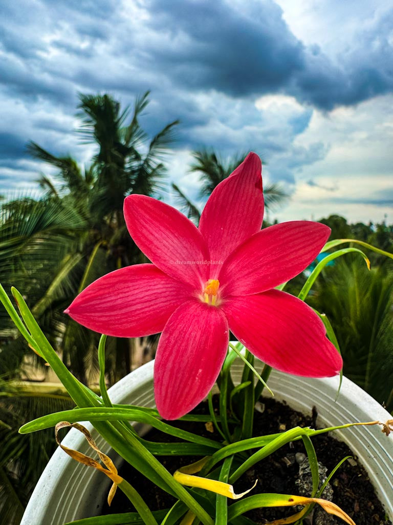 Rain Lily Chinese Buffet ( Fat Petals ) – Krishna’s Dream World