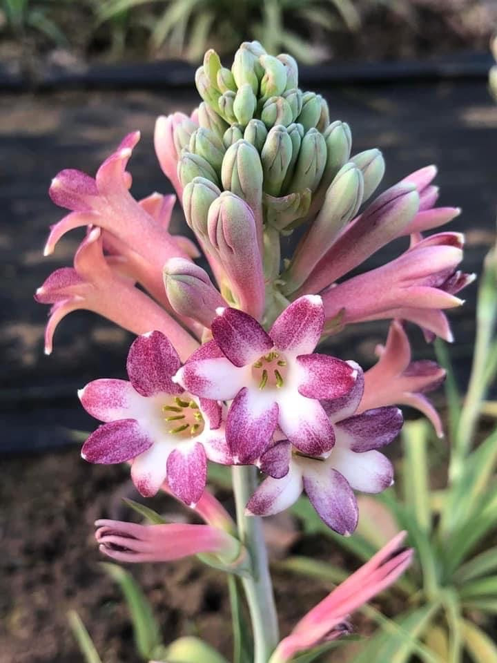 Tuber Rose Cinderella – Krishna’s Dream World