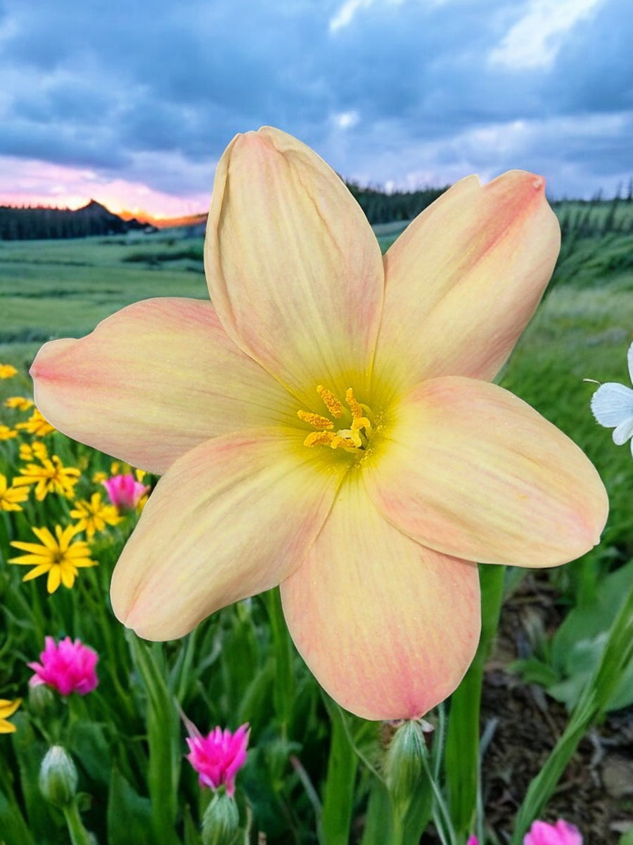 Rain Lily Smiley Moon – Krishna’s Dream World