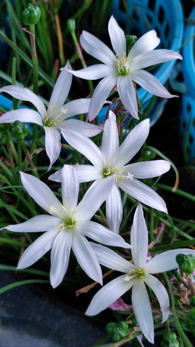 Rain Lily twinkle strain – Krishna’s Dream World