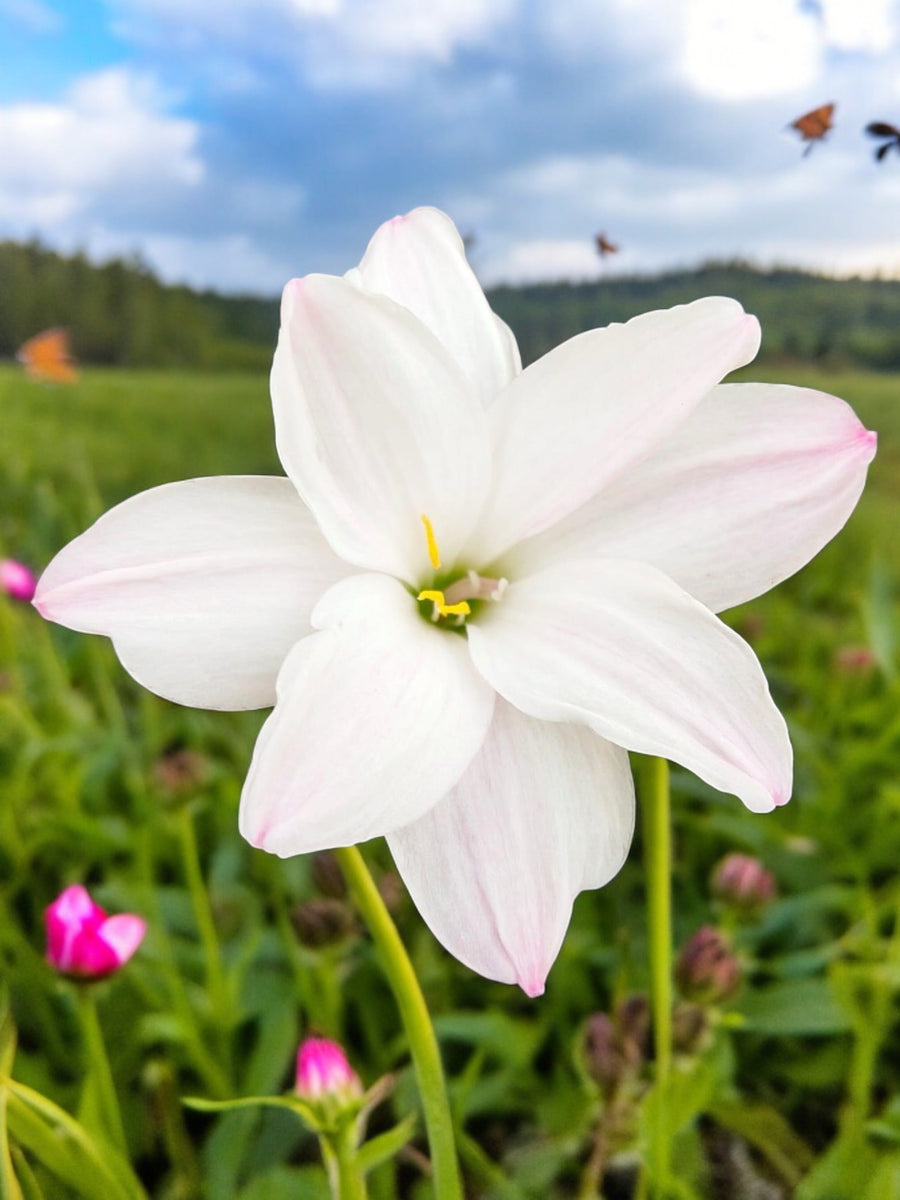 Rain Lily Zuki – Krishna’s Dream World