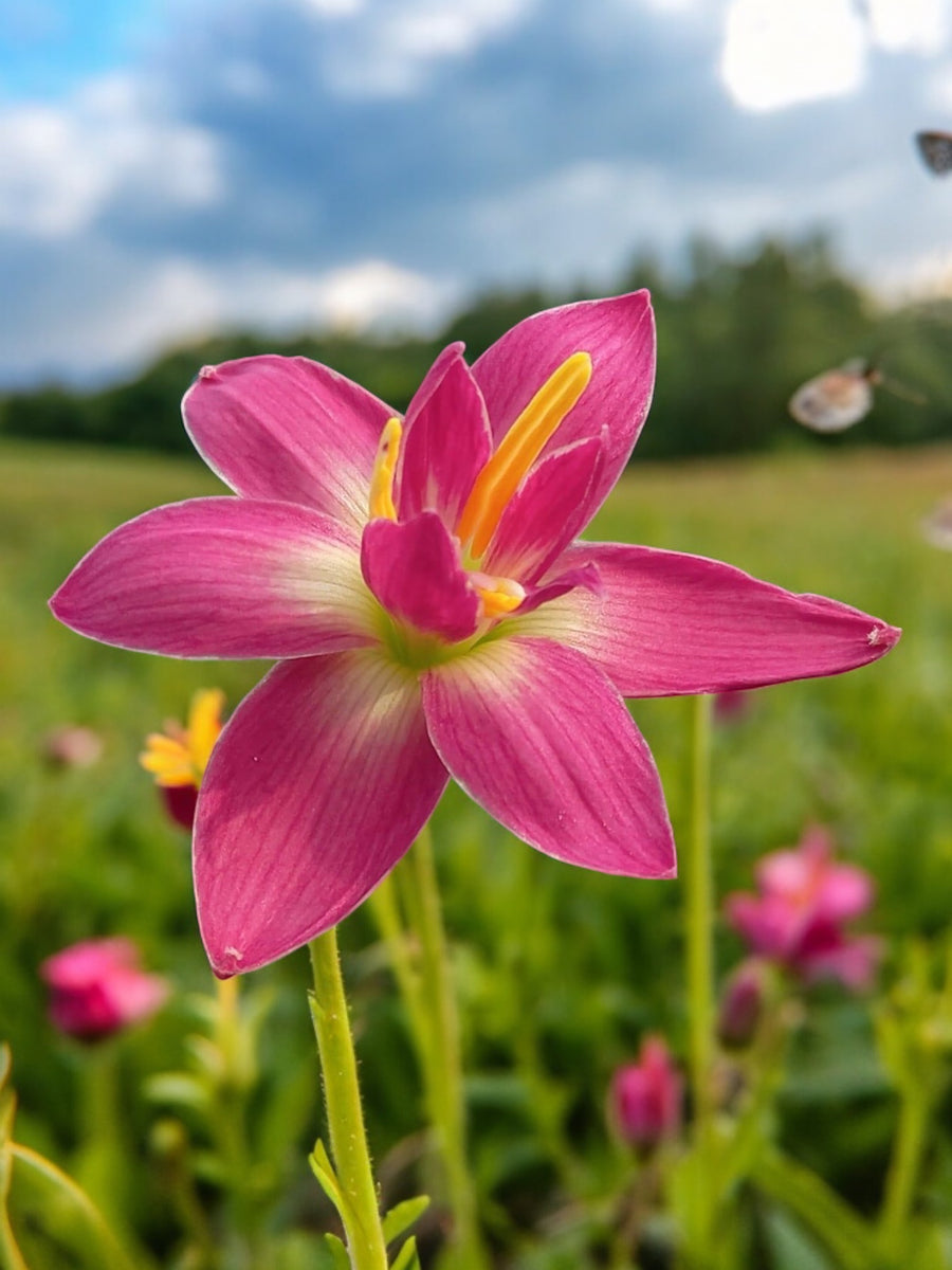 Rain Lily Apple Jack – Krishna’s Dream World