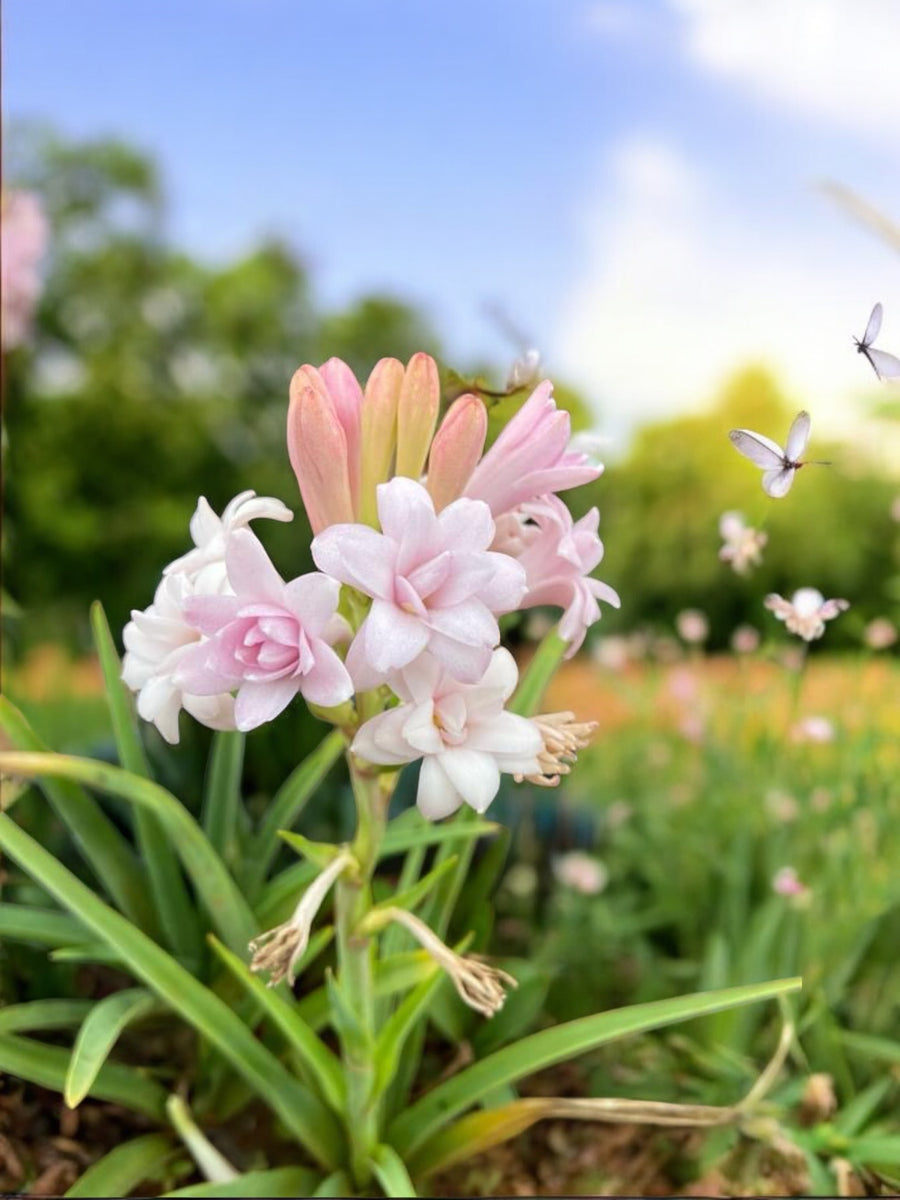 Tuber Rose Pink Parfait – Krishna’s Dream World