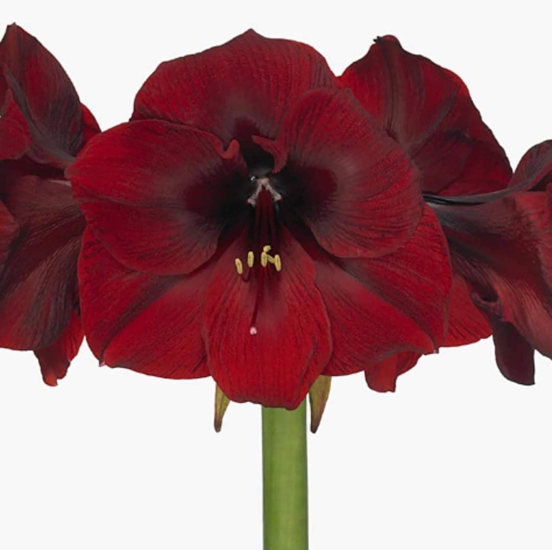 Amaryllis Red Velvet – Krishna’s Dream World